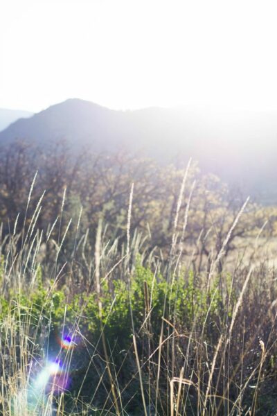 The Lens Revolution: Magic Hour – Oak + Oats