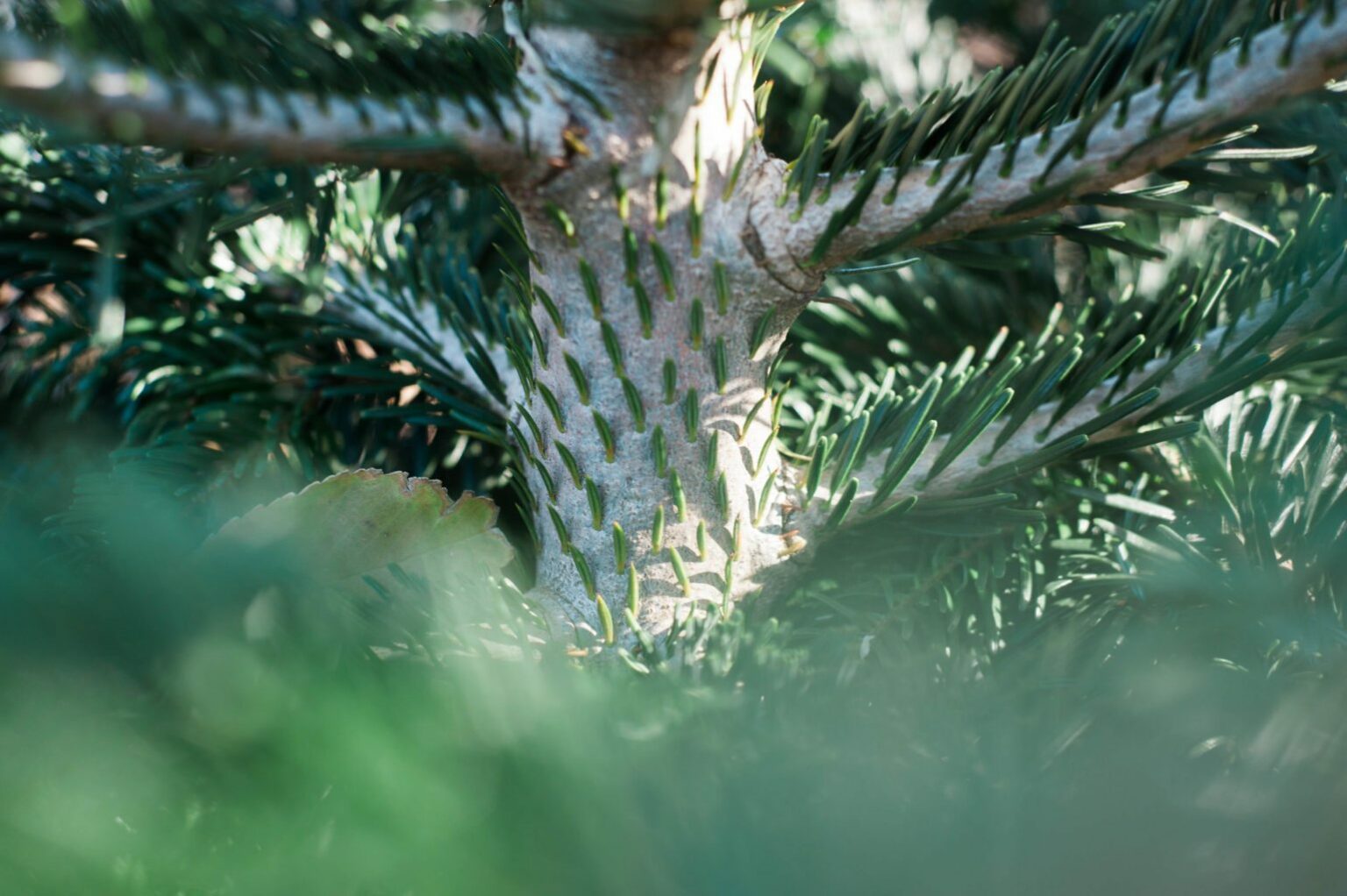 Picking Out the Tree – Oak + Oats