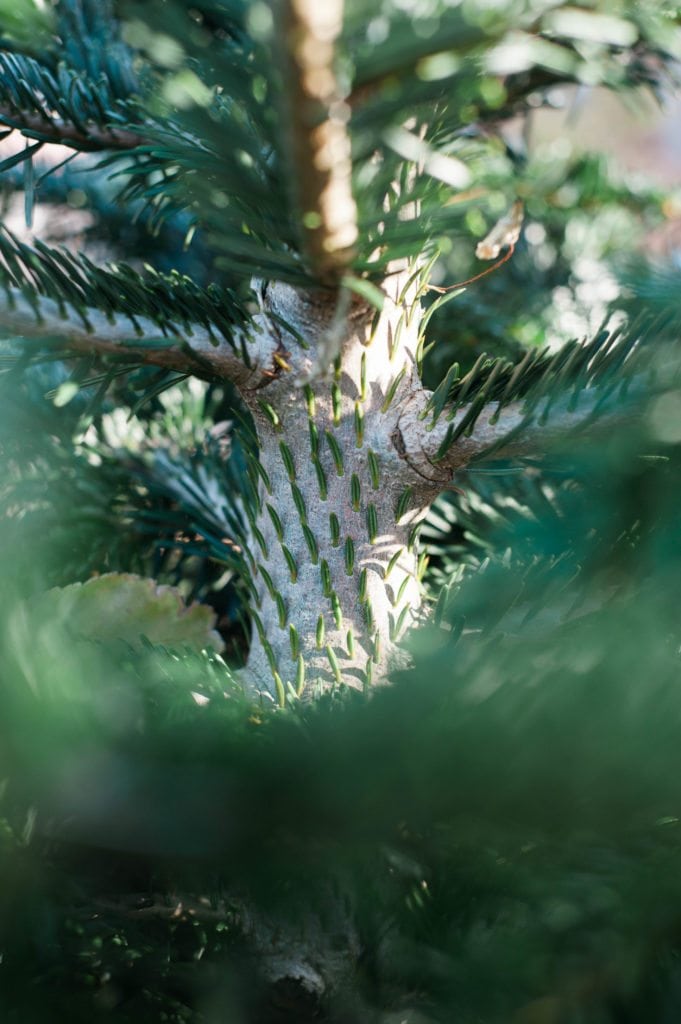 Picking Out the Tree - Oak + Oats