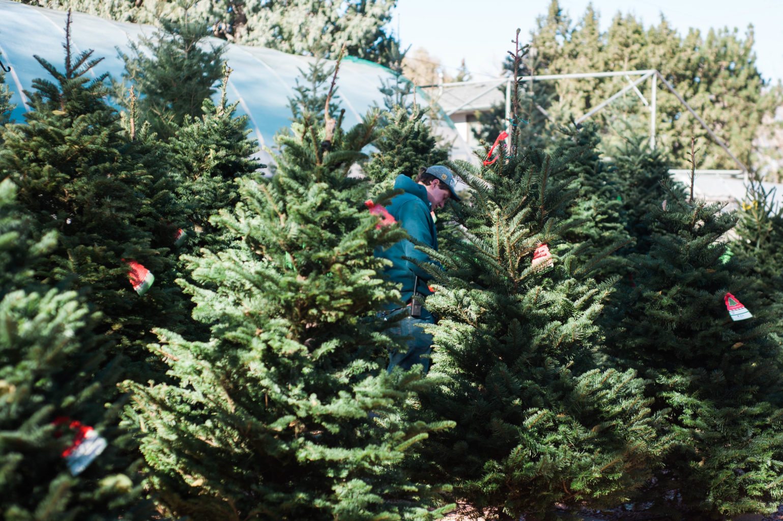 Picking Out the Tree – Oak + Oats